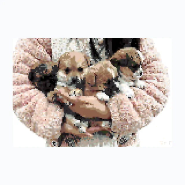 我的小狗们 Perler Bead Pattern | 138×94 Free Download